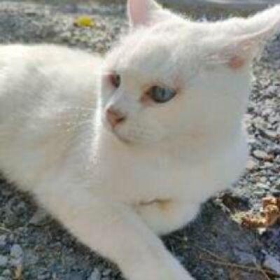 ふわっち - みんなのライブ配信！